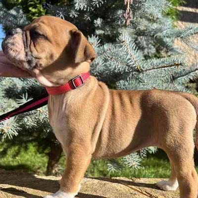 Aktuální lekce | Pets Yoga Olomouc: Spojujeme jógu a štěňata